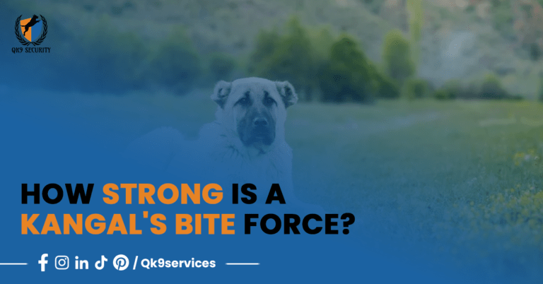 How Strong Is a Kangal's Bite Force? (PSI Measure & Facts)